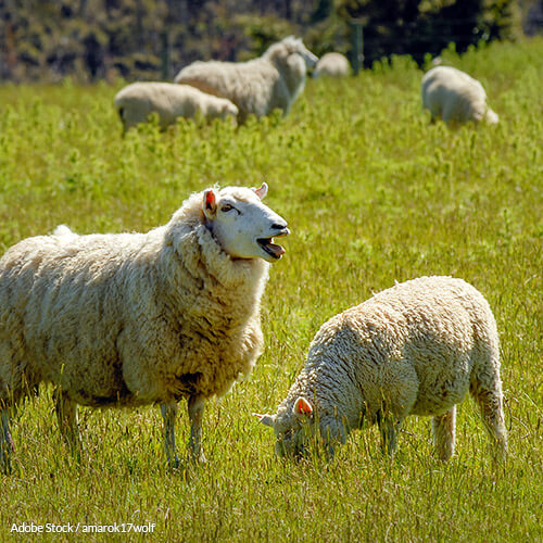 Mulesing Is A Barbaric Practice That Confronts The Wrong Problem | The ...