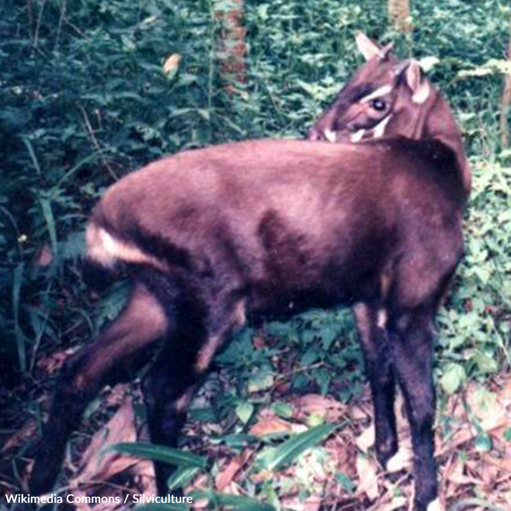 Save The Critically Endangered Saola From Extinction | The Animal ...