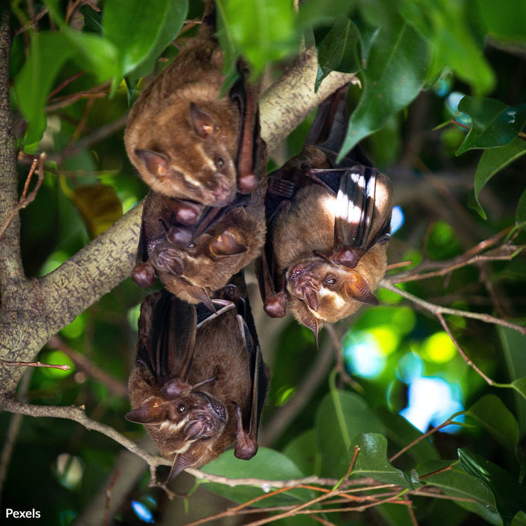 Save Our Ecological Superheroes from Looming Extinction | The Animal ...