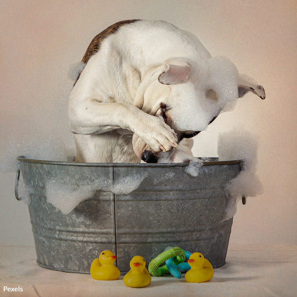 Keep Dogs Clean and Happy | The Animal Rescue Site