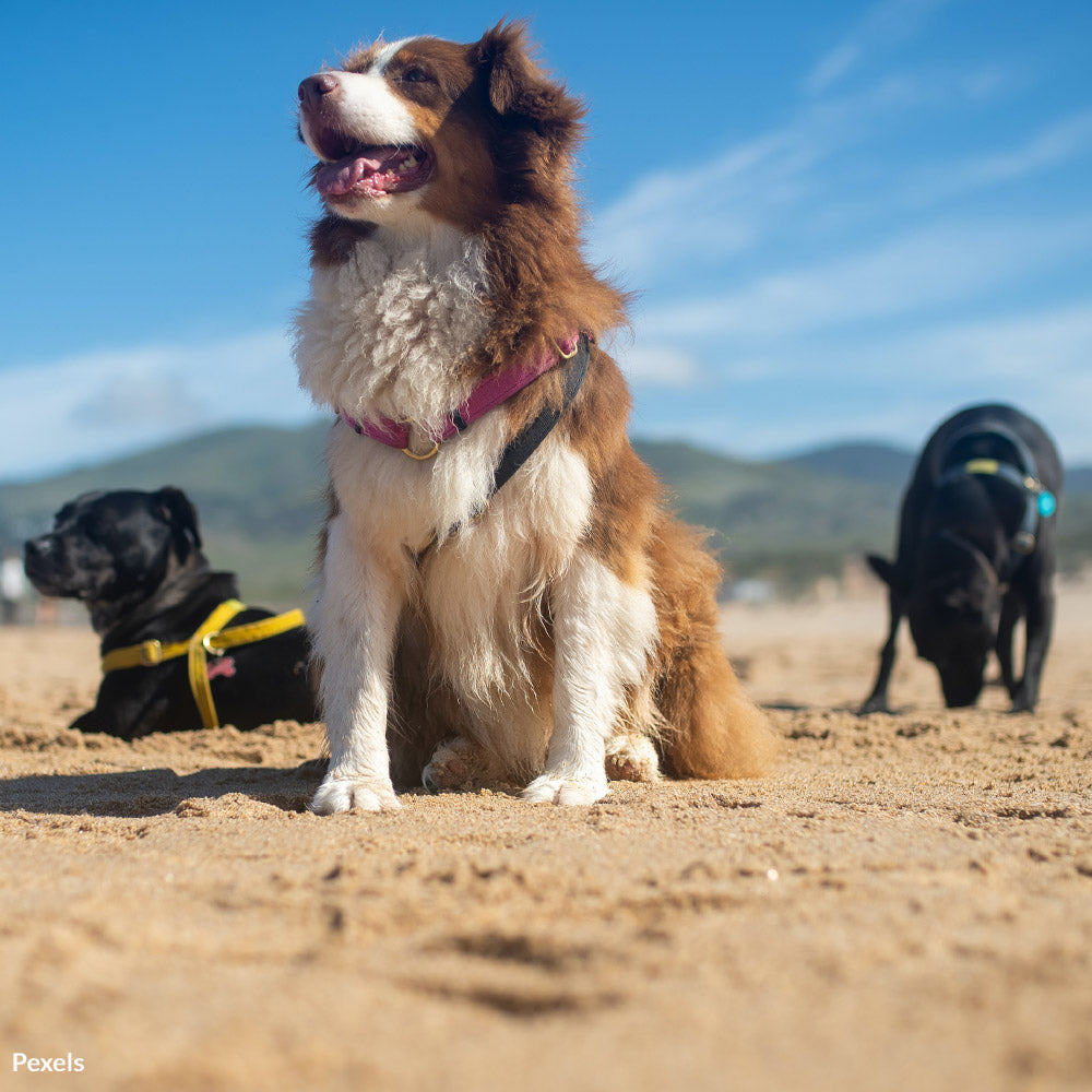 Pledge to Keep Pets Safe Around Water | The Animal Rescue Site