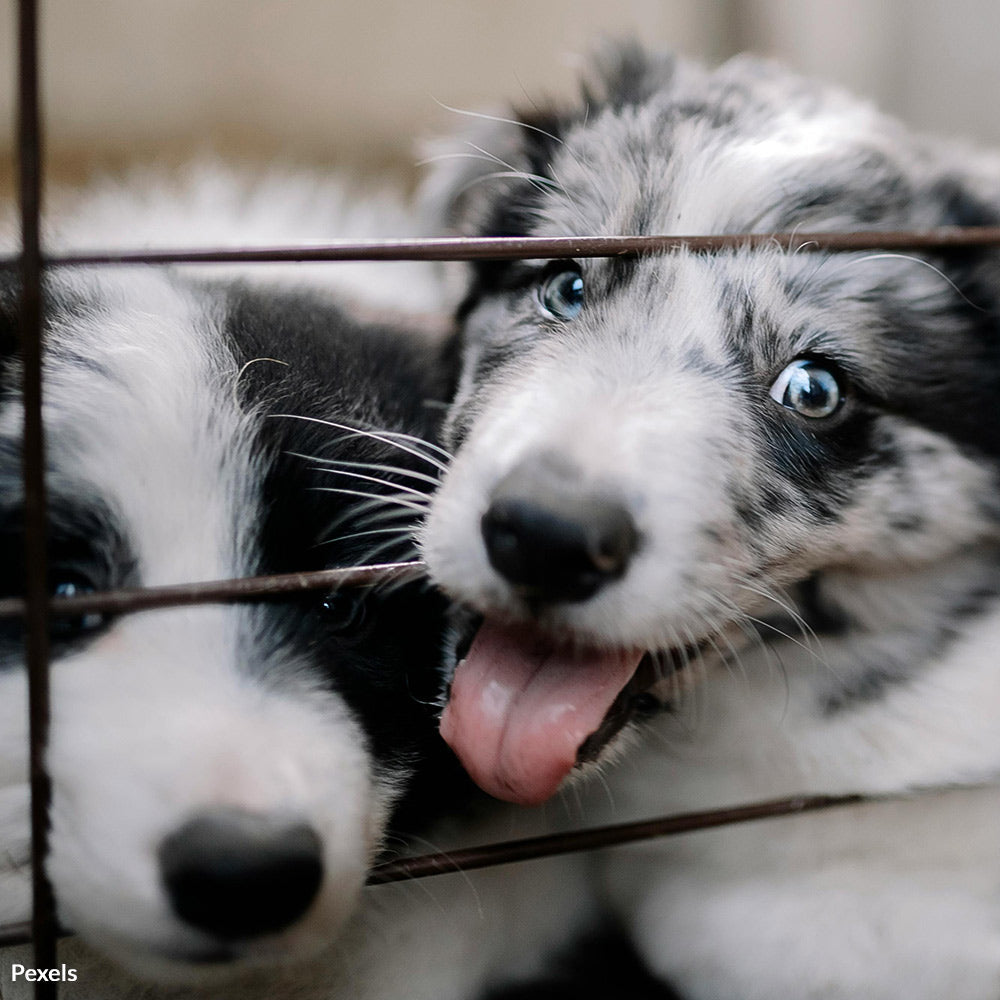 Demand Justice for Betrayed and Abused Animals | The Animal Rescue Site