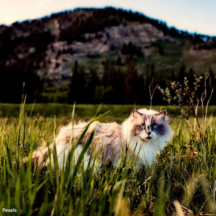 Stop New Zealand's Inhumane Cat Slaughter Contest | The Animal Rescue Site