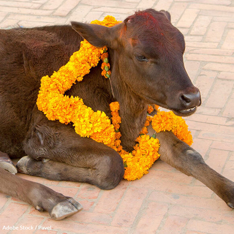 Stop the Brutal Slaughter at Nepal's Gadhimai Festival | The Animal ...