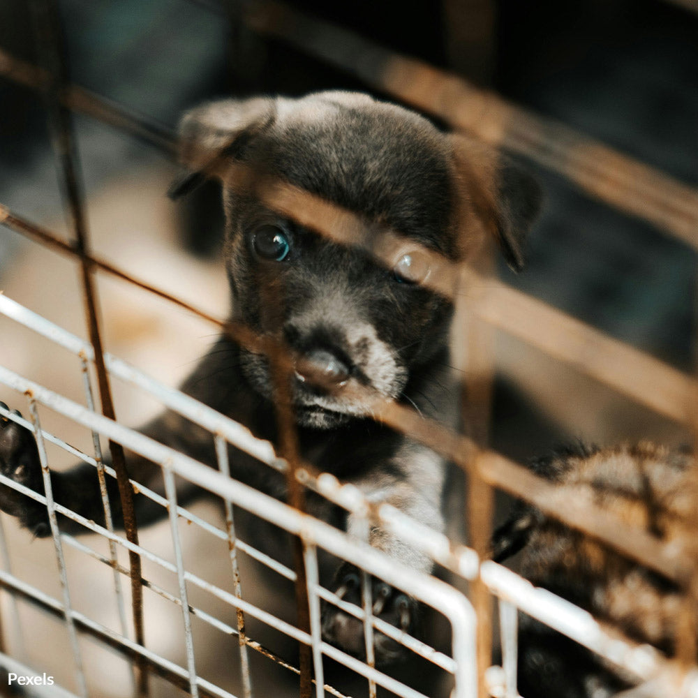 Innocent Puppies Are Dying In Filth — Shut Down This Heartless Trade ...
