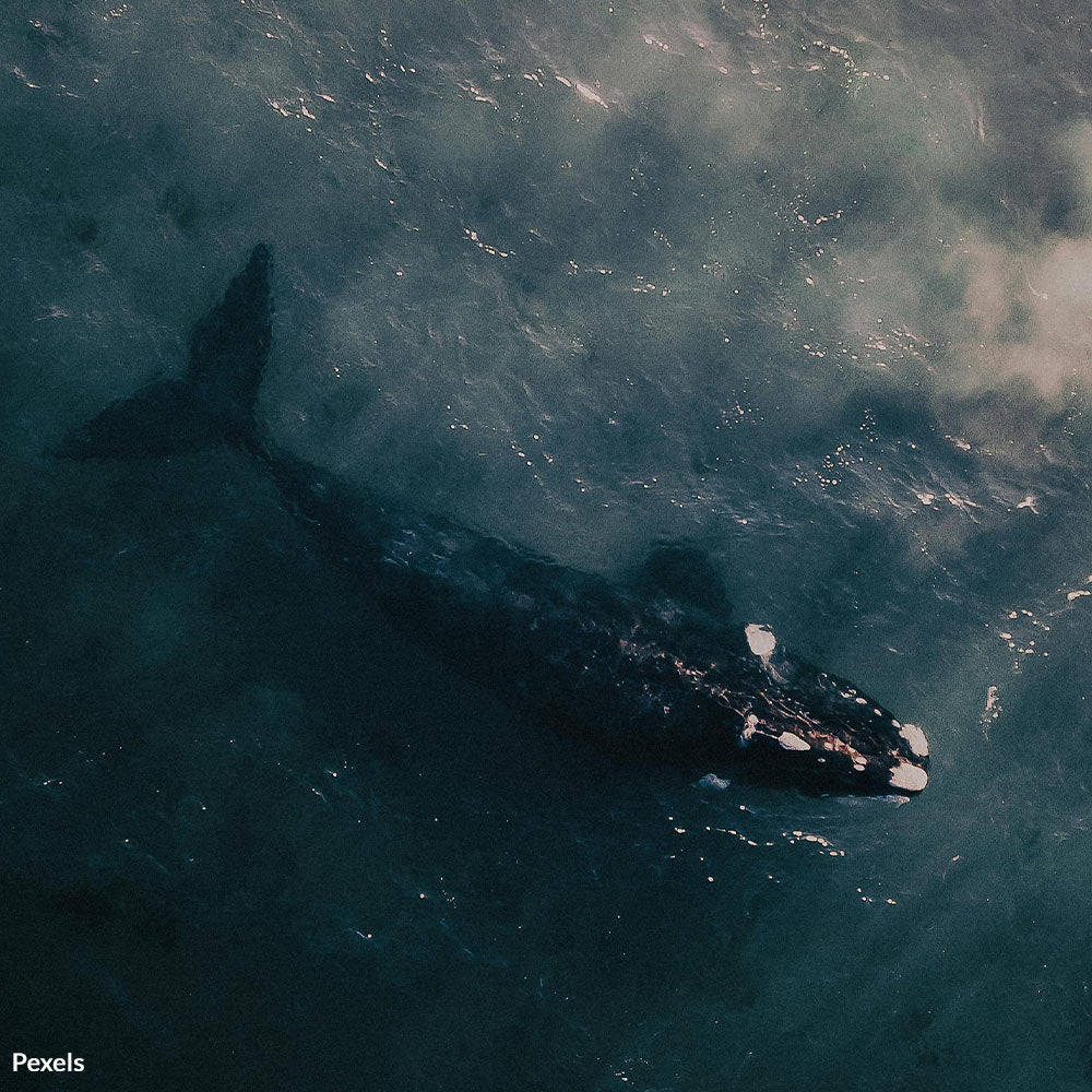 Stop Industrial Krill Fishing From Starving Whales To Death | The ...