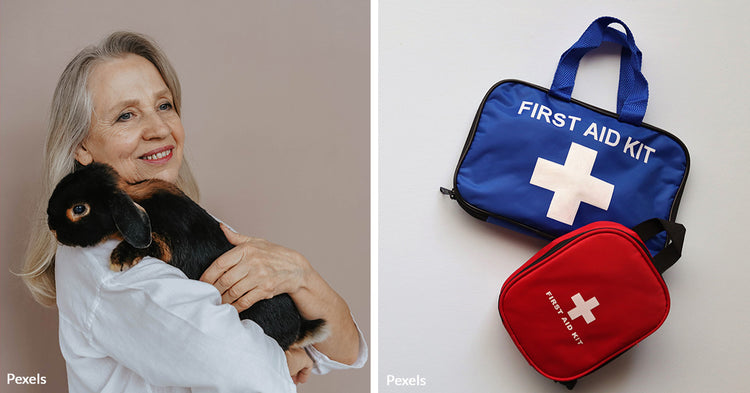 Pet First Aid Essentials: How to Prepare for Your Pet's Unexpected ...