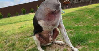 People Are Confused Over This Photo Of A 'Headless' Dog | The Animal ...
