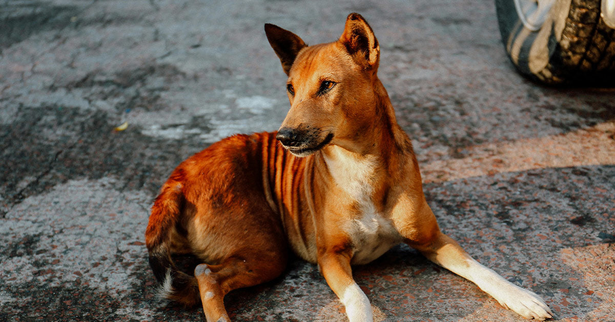 Abandoned Dog Searches Yards For Lost Family And A Forever Home | The ...