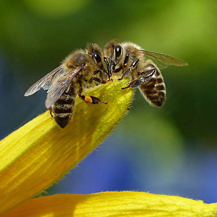 Ban the Pesticide Poisoning Our Food and Killing Our Bees | The Animal ...