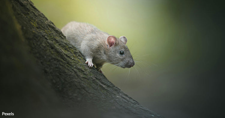 Endangered and Elusive Allegheny Woodrat Captured on Camera in ...