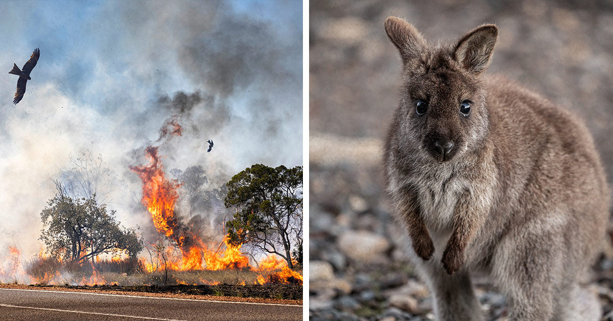 Australia’s Bushfires Leave Families Fleeing Pets Missing and Wildlife ...