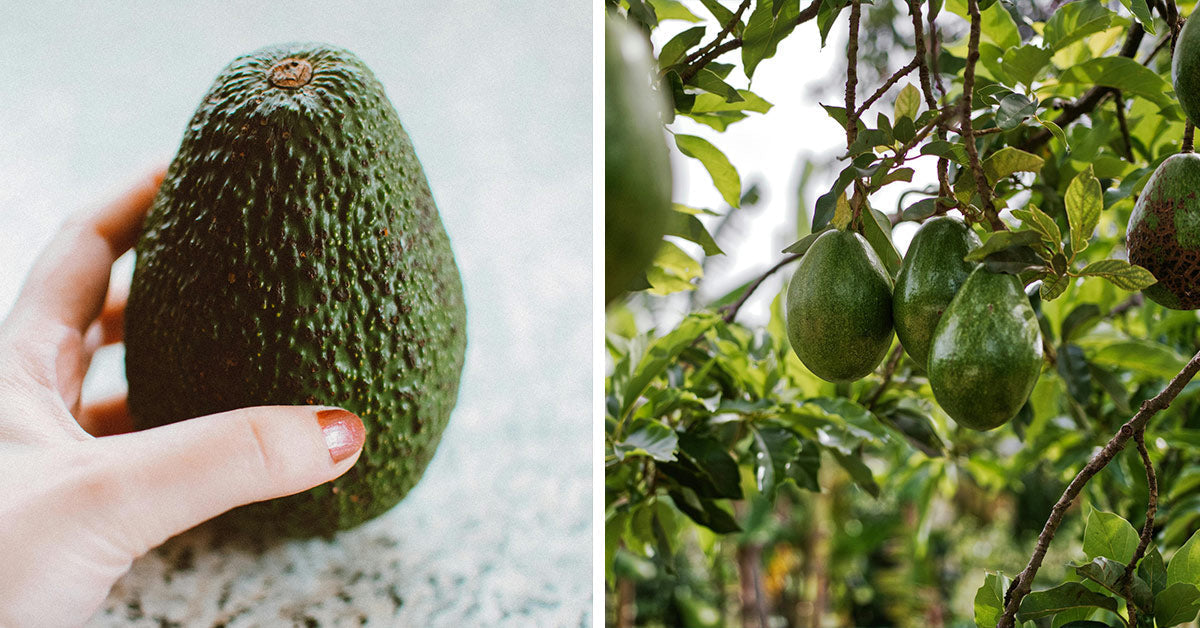 Mexican Innovators Turn Avocado Waste Into Cutlery That Could Save the ...