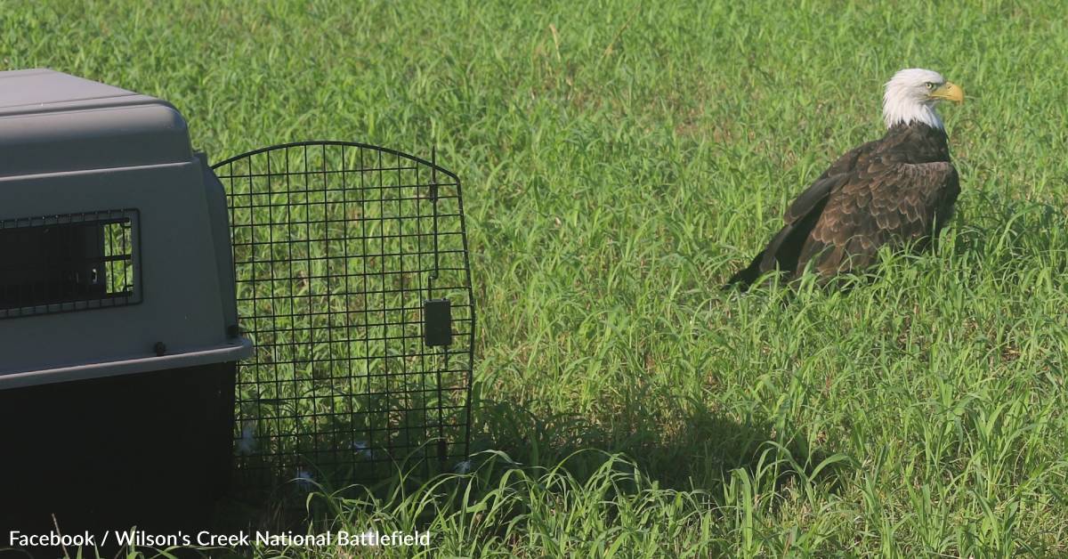 'Too Fat to Fly': Bald Eagle Believed to Be Injured Had Actually Just ...