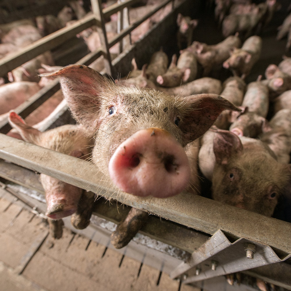 Tell California To Stop Paying Polluters To Poison Animals And ...