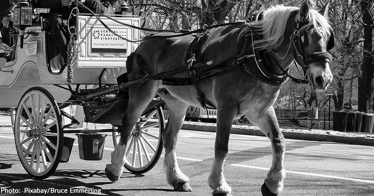 16-Year-Old Carriage Horse Collapses and Dies in Central Park | The ...