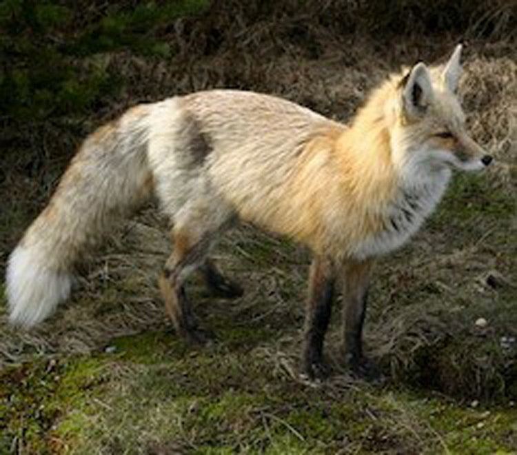 Cascade Red Fox Faces Imminent Extinction in Washington | The Animal ...