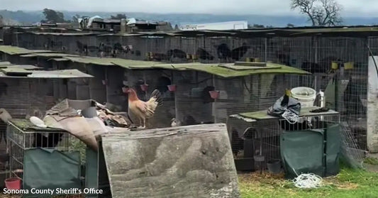 The Animal Rescue Site Blog | News & Stories