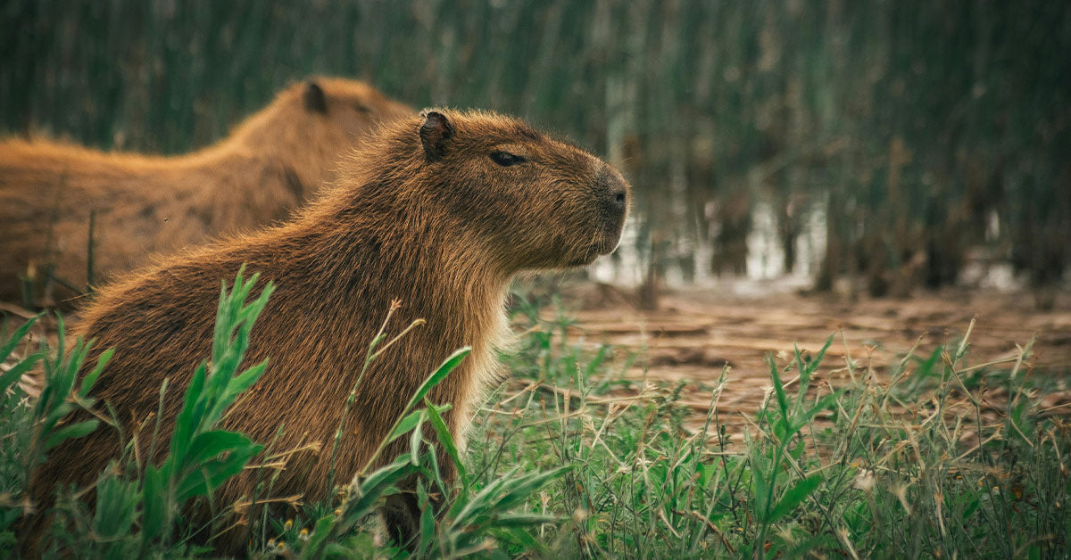 Capybaras Face Slaughter As Colombia Considers Opening The Plains To ...