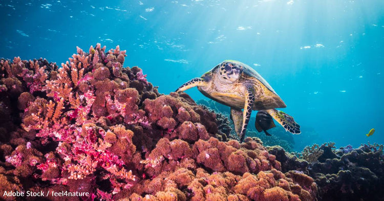 Celebrate Coral Reef Awareness Week By Helping Us Clean Up Our Oceans ...