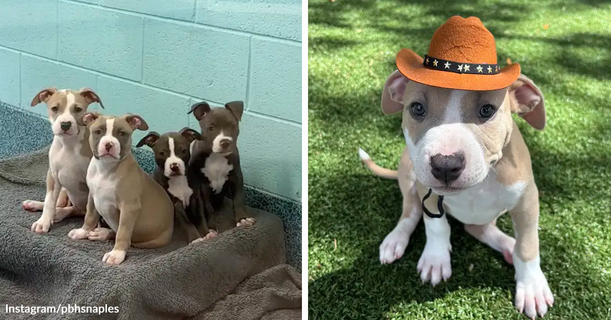 Four Shelter Puppies Were Ignored Until The Cowboy Hats Came Out | The ...