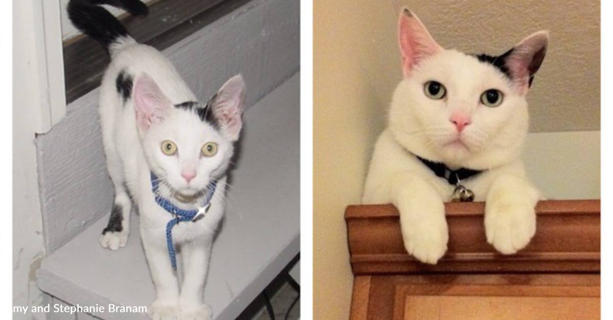 Abandoned Kitten Crashes Cross Country Practice, and One Athlete Can't ...
