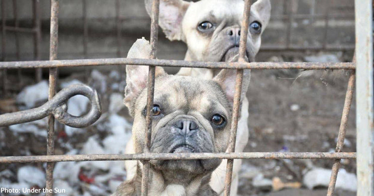 80 Dogs Rescued from Deplorable Conditions at Breeding Farm in Ukraine ...