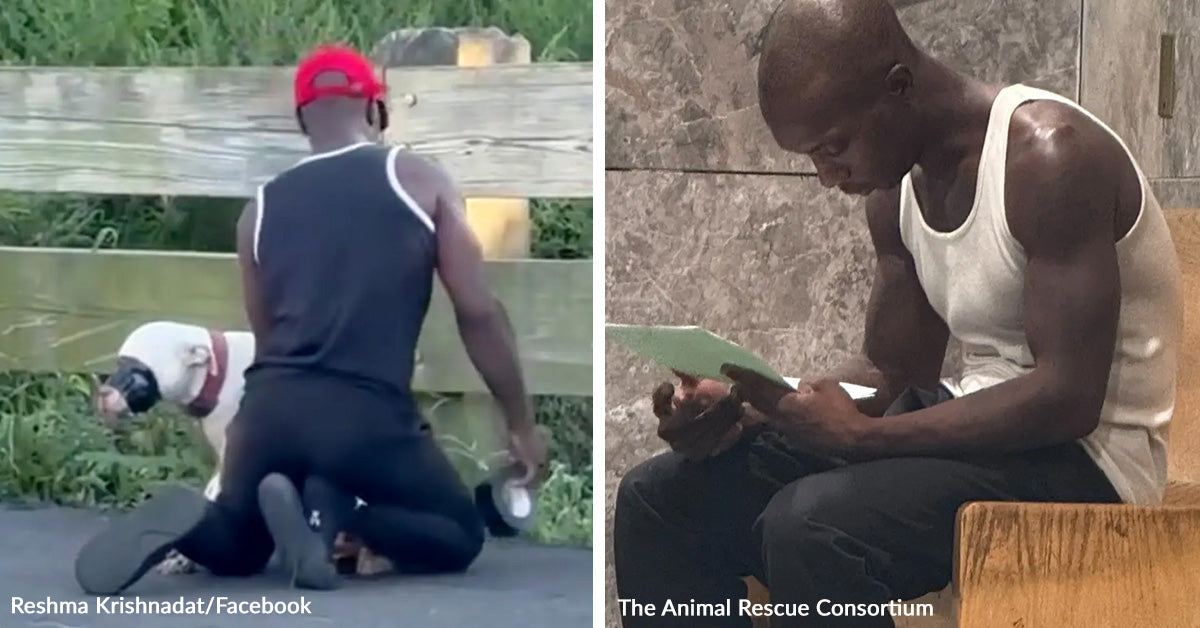 Court Weighs Future Of Dog Found Bound With Duct Tape | The Animal ...
