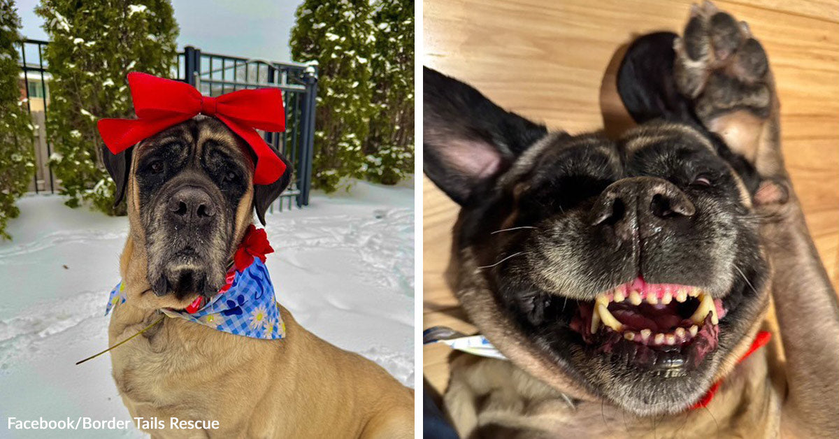 Senior Dog Dumped By Breeder Finally Gets Rescued Across States | The ...