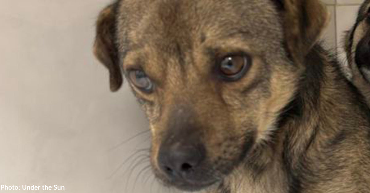 Dog Swung in the Air by Collar and Thrown Off Cliff Miraculously ...