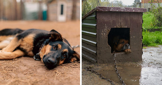 The Animal Rescue Site Blog | News & Stories