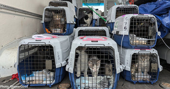 Over 100 Shelter Pets Rescued on Back-to-Back Flights to Freedom | The ...