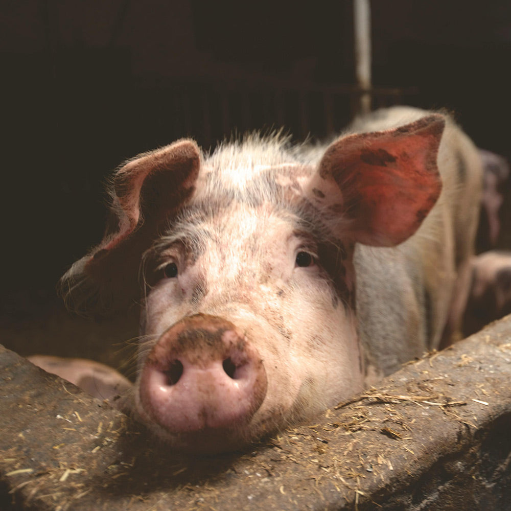 Stop The Dangerous Cruelty Of Using Downed Pigs For Food | The Animal ...