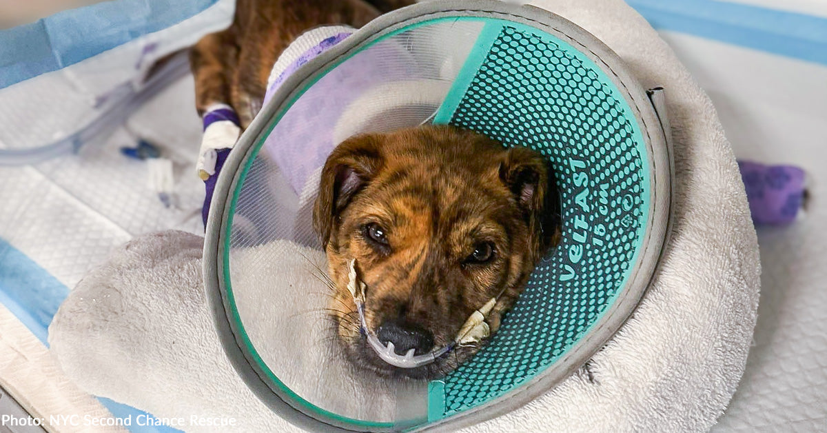 Puppy in Critical Condition After Being Hit by Car Gets Emergency Care ...