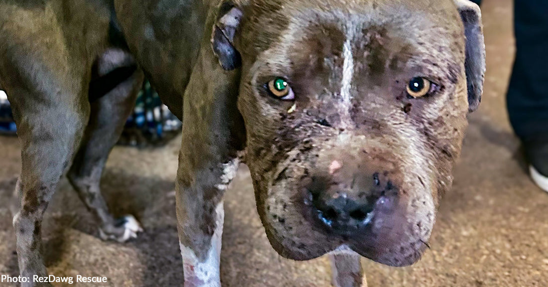 Suspected Bait Dog Found with Swollen Face and Severe Wounds Receives ...