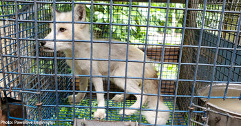 Fox Rescued from Cruel Fur Trade Heals Emotionally and Physically ...
