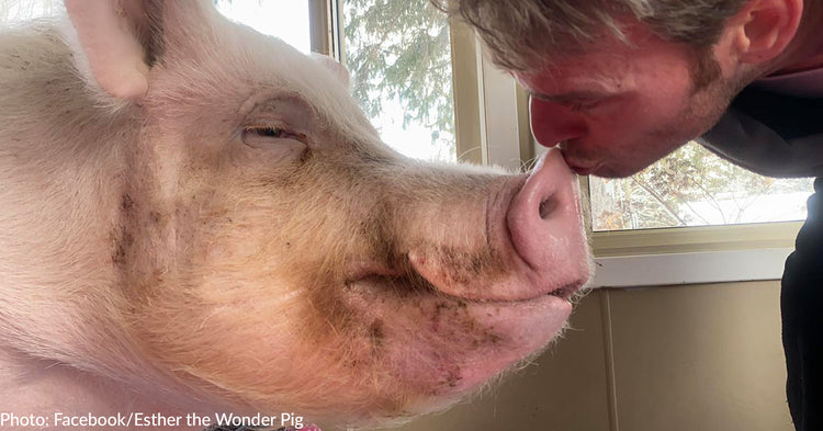 Esther the Wonder Pig Passes Away At Age 11 | The Animal Rescue Site