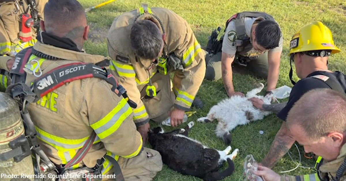 Firefighters and Deputy Save Four Cats from Burning Building and ...