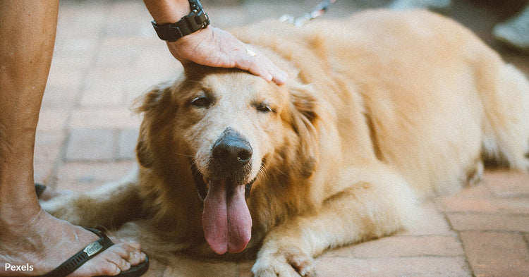 Scientists Discover Gene That Extends Golden Retrievers' Lives And ...
