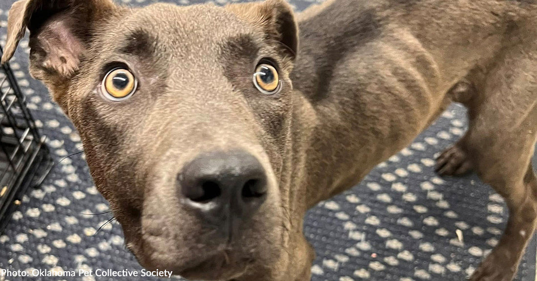 Emaciated Dog Near Death Finally Gets Help He Needs After Collapsing in ...