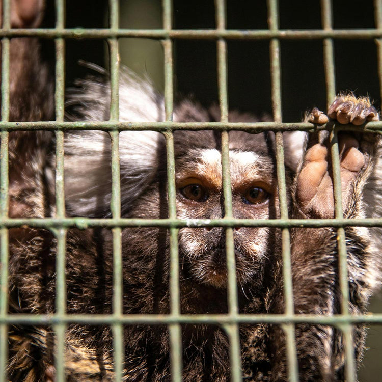 Tell Harvard to Send Lab Animals to Sanctuaries Not to Death | The ...