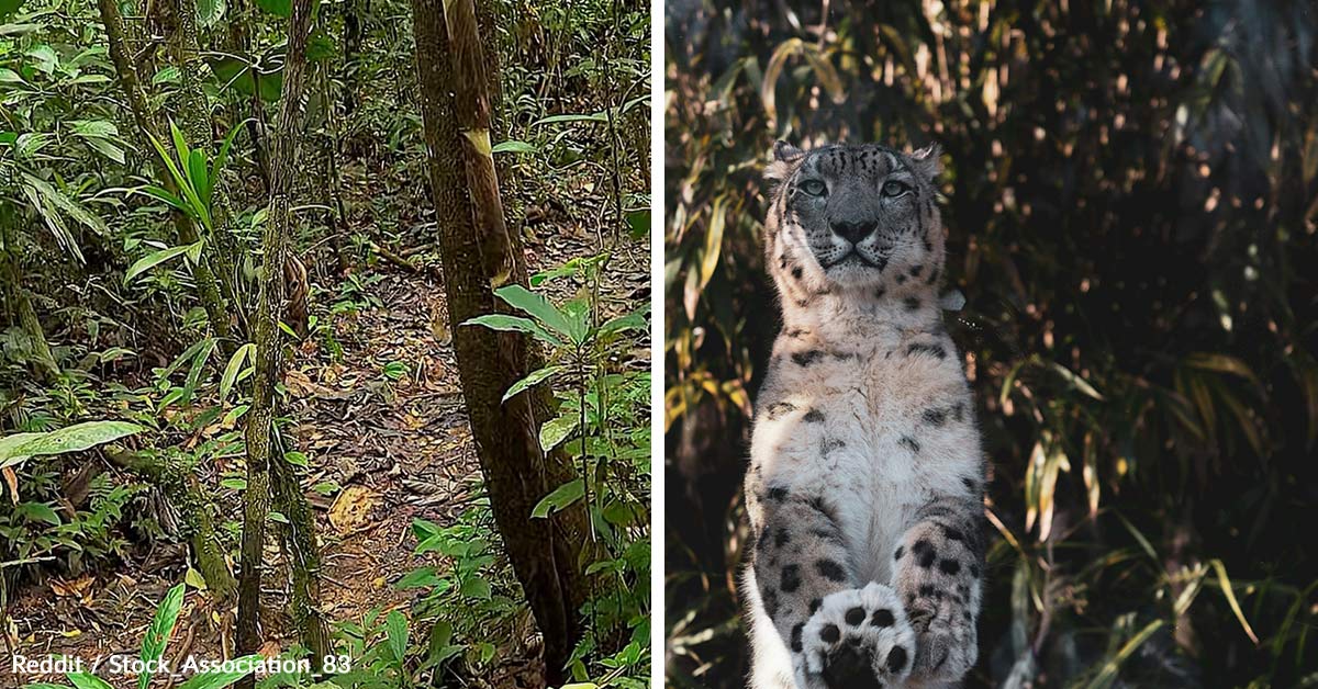 Camouflaged Predator Baffles Thousands in Viral Forest Photo | The ...