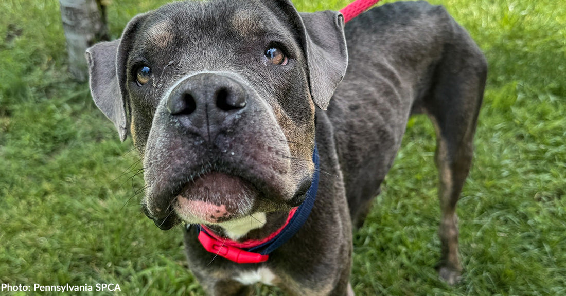 Starving and Neglected Animals Continue to Arrive at Shelters in Need ...