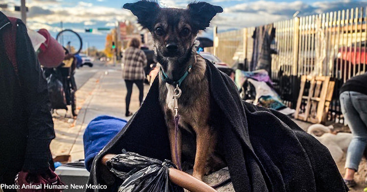 Homeless People with Pets in New Mexico Get Much-Needed Supplies | The ...