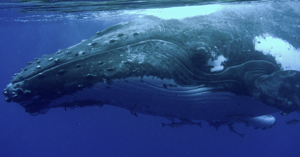 Stranded Humpback Whale Endures A 76 Hour Fight For Freedom In Shallow ...