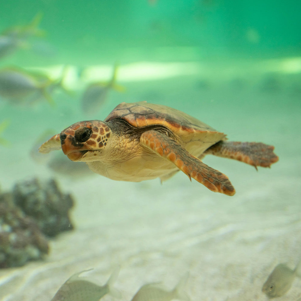 Call For Emergency Action To Save Sea Turtle Nests From Destruction ...