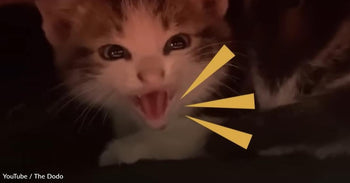 Sisters Go to Indy 500 and End Up Rescuing a Kitten | The Animal Rescue ...