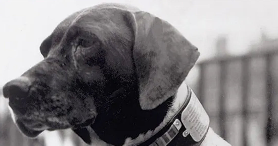 Judy the Dog: World War II Hero, And The Only Animal Held As A POW ...