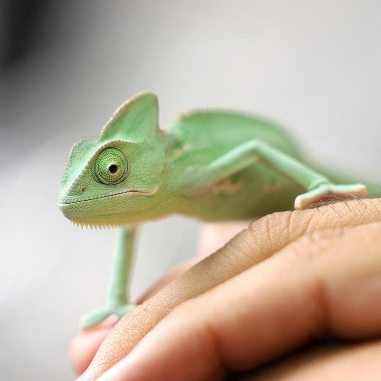Protect Wild Animals From Being Ripped From Their Homes to Feed the Pet ...
