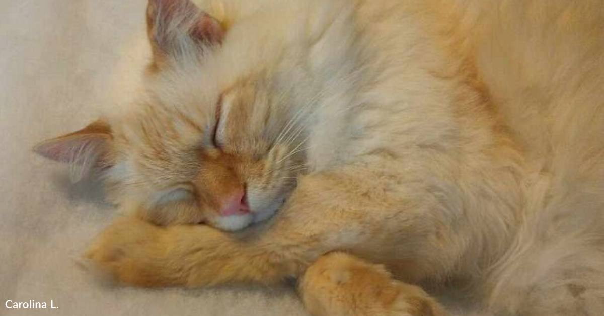 Difficult Cat Named 'MacGrumpy' Slowly Sheds His Cantankerous Nature ...